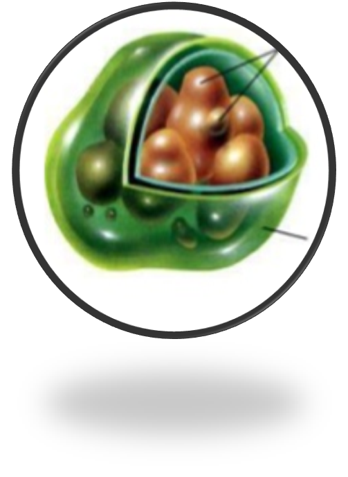 Lisosomas :: La Celula y Sus Paretes